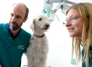 Vets in Abingdon | Vets Near Me | Boundary Vets